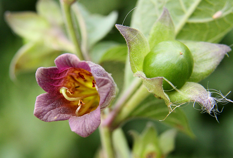 Deadly nightshade | The Wildlife Trusts