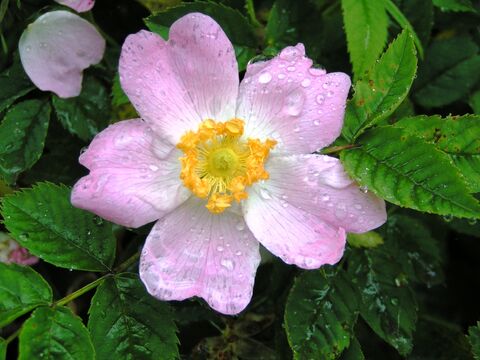 Dog-rose | The Wildlife Trusts