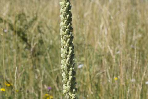 mullein leaf nhs