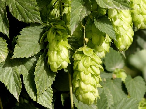 Hop | The Wildlife Trusts