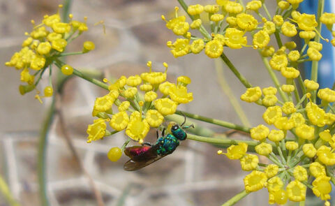 Ruby-tailed wasp | The Wildlife Trusts
