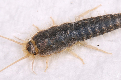 Silverfish | The Wildlife Trusts