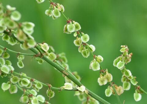 Common sorrel | The Wildlife Trusts