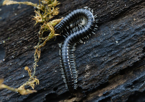 white millipede larvae