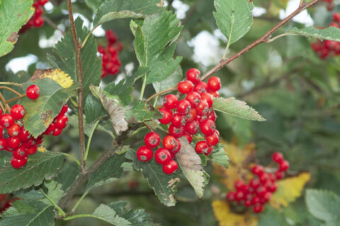 Common whitebeam | The Wildlife Trusts