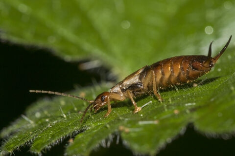 Common earwig | The Wildlife Trusts