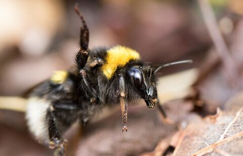 Garden bumblebee | The Wildlife Trusts