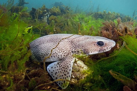 Small-spotted catshark | The Wildlife Trusts