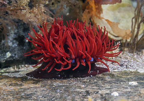 Beadlet anemone | The Wildlife Trusts
