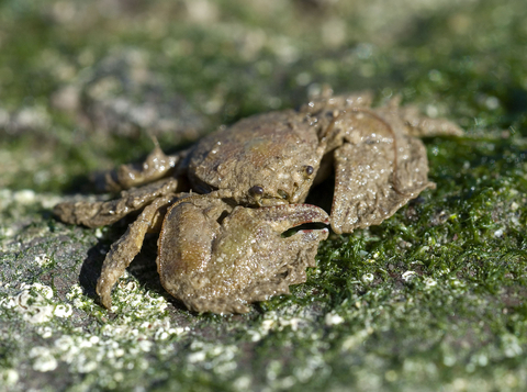 Porcelain crab | The Wildlife Trusts