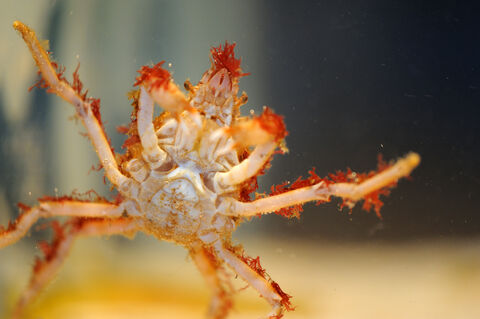 Spider Crab