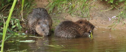 Where to see beavers | The Wildlife Trusts
