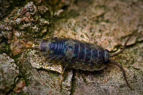Sea slater | The Wildlife Trusts