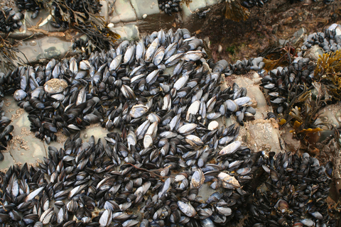 Mussel | The Wildlife Trusts
