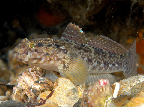 Rock goby | The Wildlife Trusts