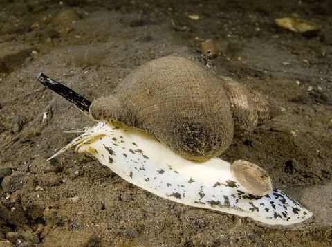 Whelk | The Wildlife Trusts