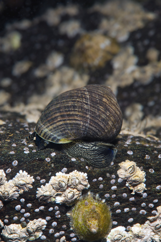Edible periwinkle | The Wildlife Trusts