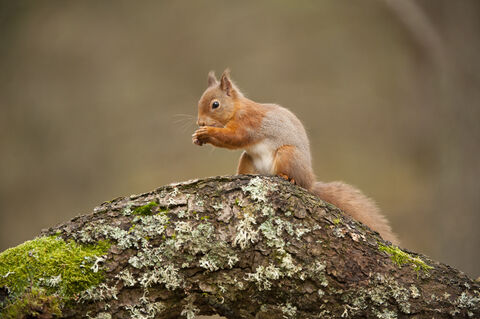 Vital volunteers needed to save our last red squirrels | The Wildlife ...