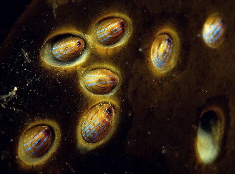 Blue-rayed limpet | The Wildlife Trusts