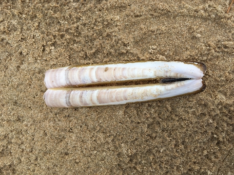 Razor shell | The Wildlife Trusts