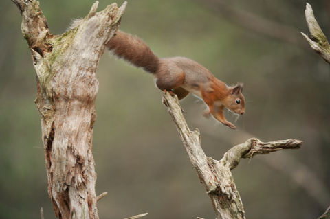 Habitat management for red squirrels | The Wildlife Trusts