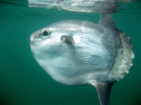 Sunfish | The Wildlife Trusts
