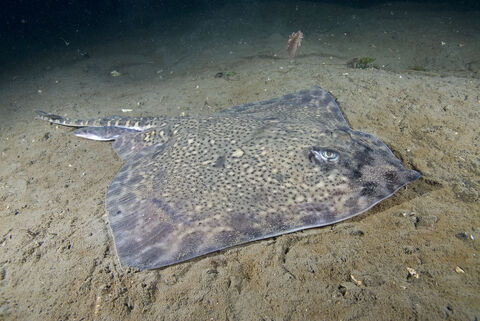 Thornback ray | The Wildlife Trusts