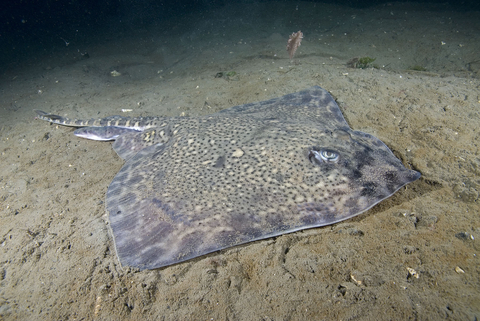 scottish stingrays