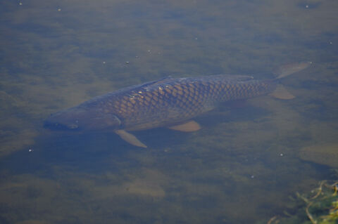 Common carp | The Wildlife Trusts