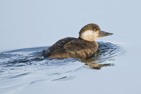 Black Scoter Female