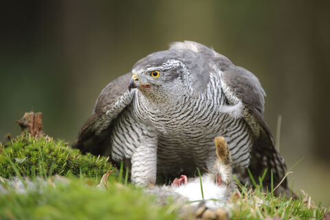 Goshawk | The Wildlife Trusts