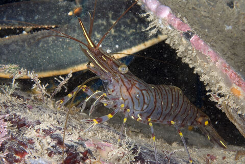 Common prawn | The Wildlife Trusts