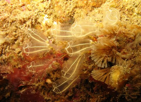 Common Sea Squirt