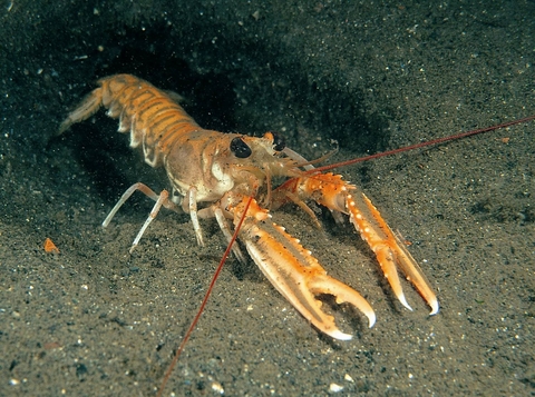 Scampi | The Wildlife Trusts