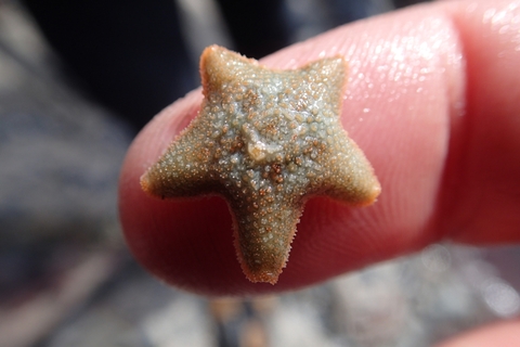 Baby Starfish Being Born