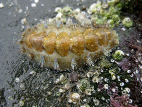 Chitons | The Wildlife Trusts