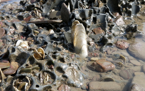 Piddock | The Wildlife Trusts