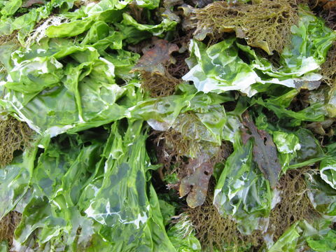 Sea lettuce | The Wildlife Trusts