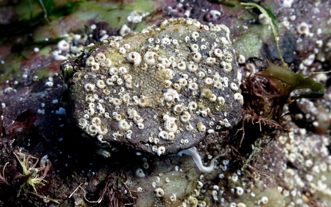 Spirorbis tube worm | The Wildlife Trusts