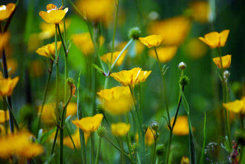 Wildlife Trusts | The Wildlife Trusts