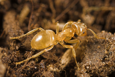 Yellow meadow ant | The Wildlife Trusts