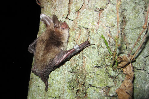 Bechstein's bat | The Wildlife Trusts