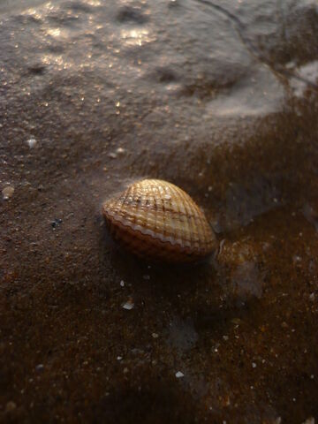 Cockle | The Wildlife Trusts