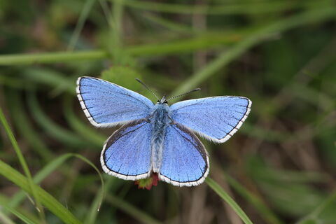 Adonis blue | The Wildlife Trusts