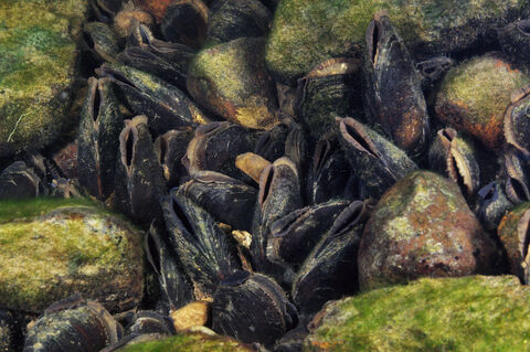 Freshwater pearl mussel | The Wildlife Trusts