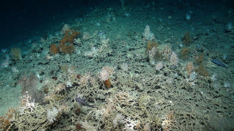 Deep-water corals | The Wildlife Trusts