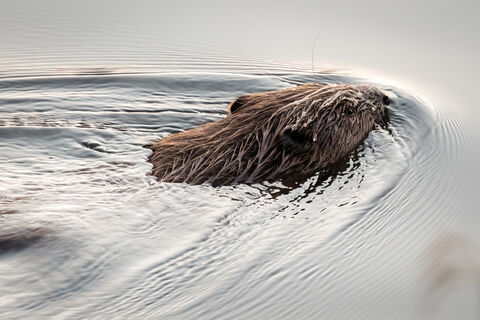 Adopt a beaver | The Wildlife Trusts