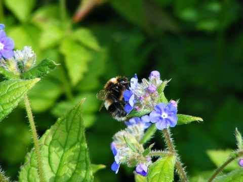 Heath bumblebee | The Wildlife Trusts