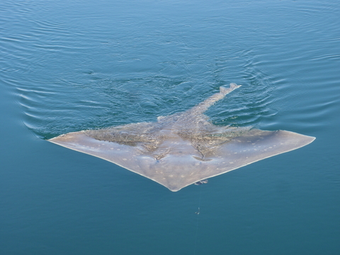 Common skate | The Wildlife Trusts