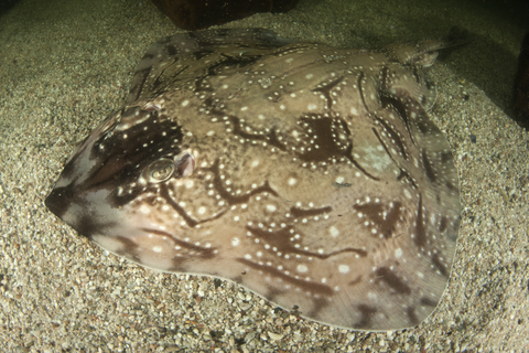 Undulate ray | The Wildlife Trusts